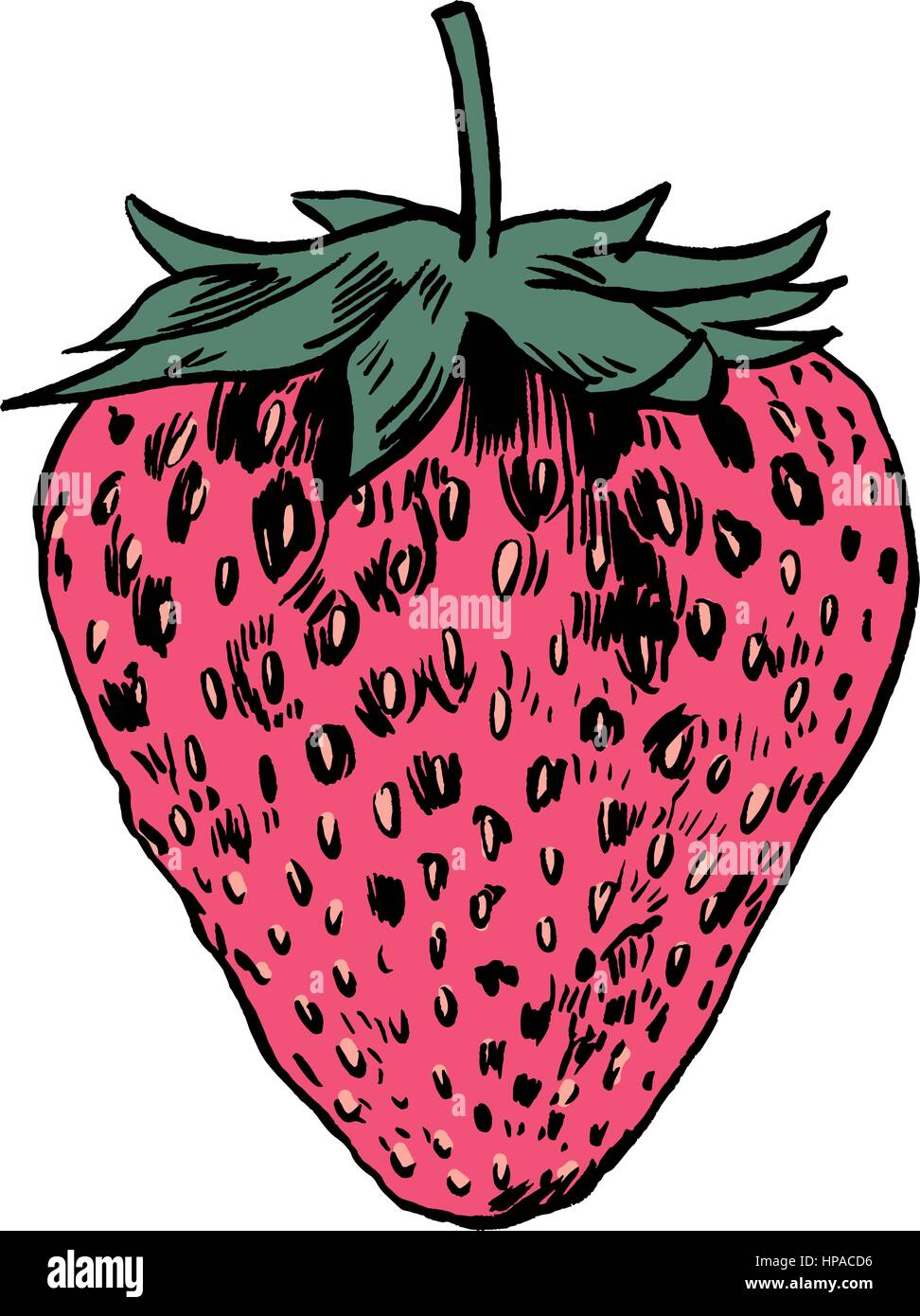 Vector drawing green strawberry Stock Vector Images - Alamy