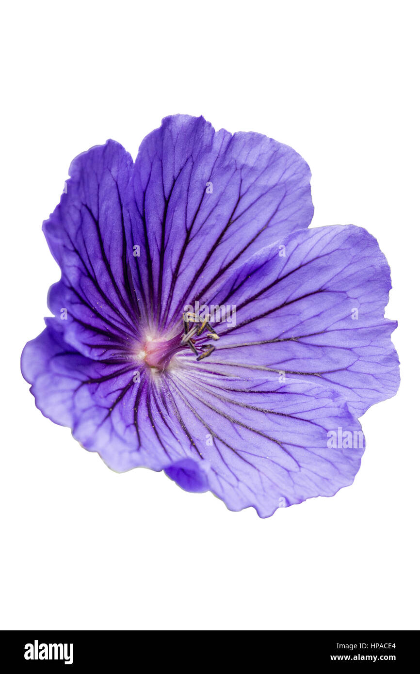 Wild growing plants Cut Out Stock Images & Pictures - Alamy