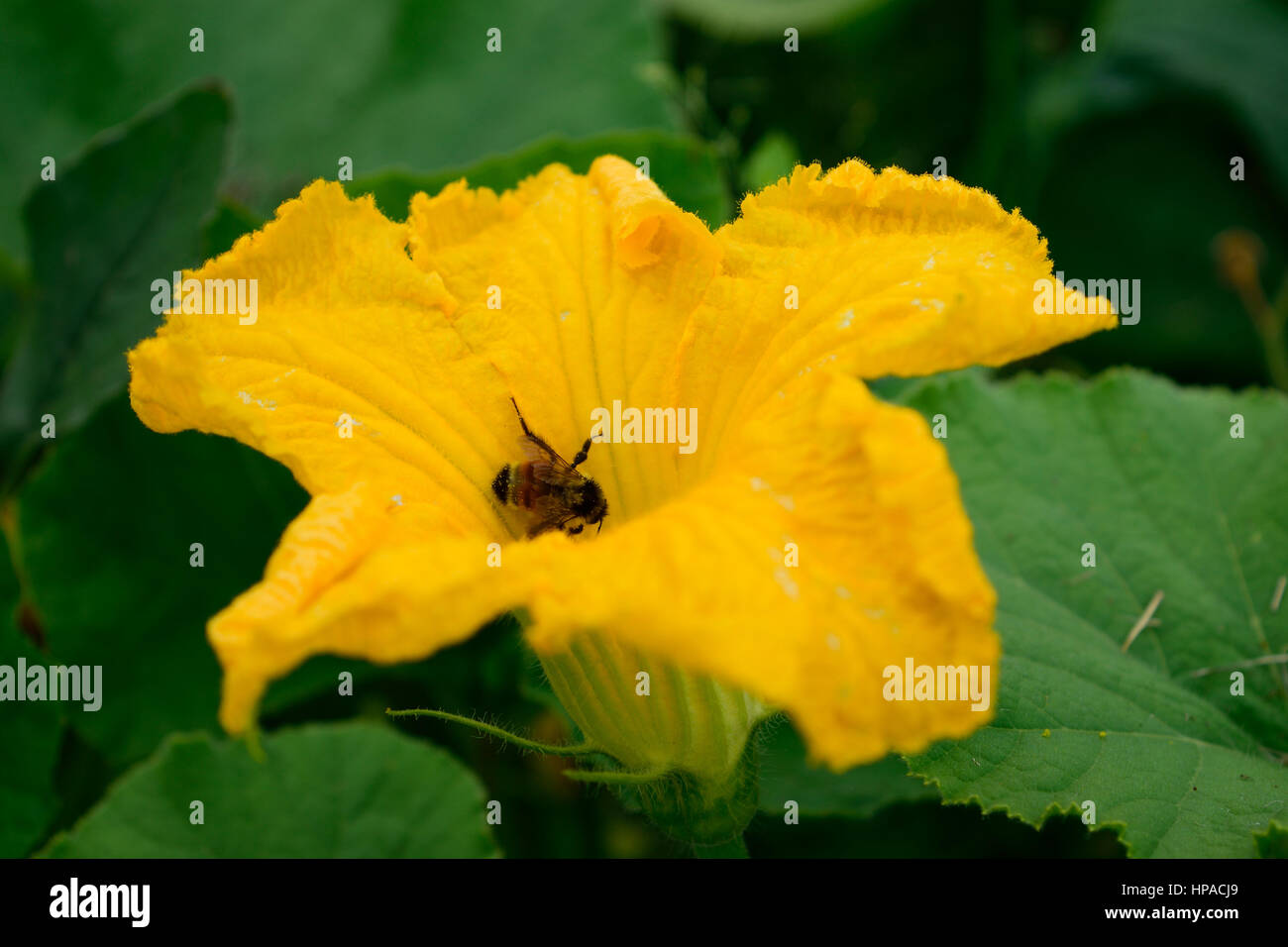 Bee in squash hi-res stock photography and images - Alamy
