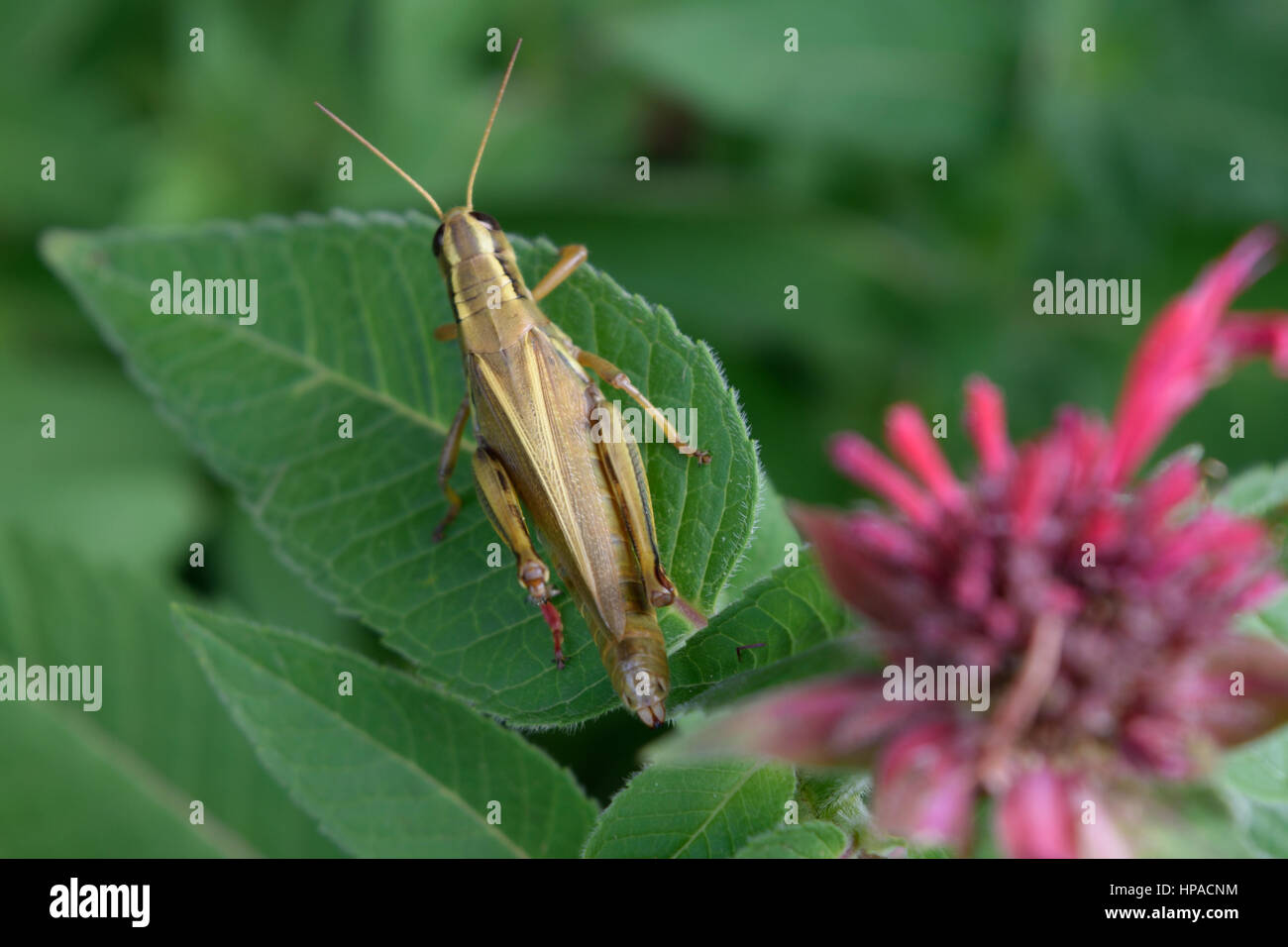 Grasshopper with bee hi-res stock photography and images - Alamy