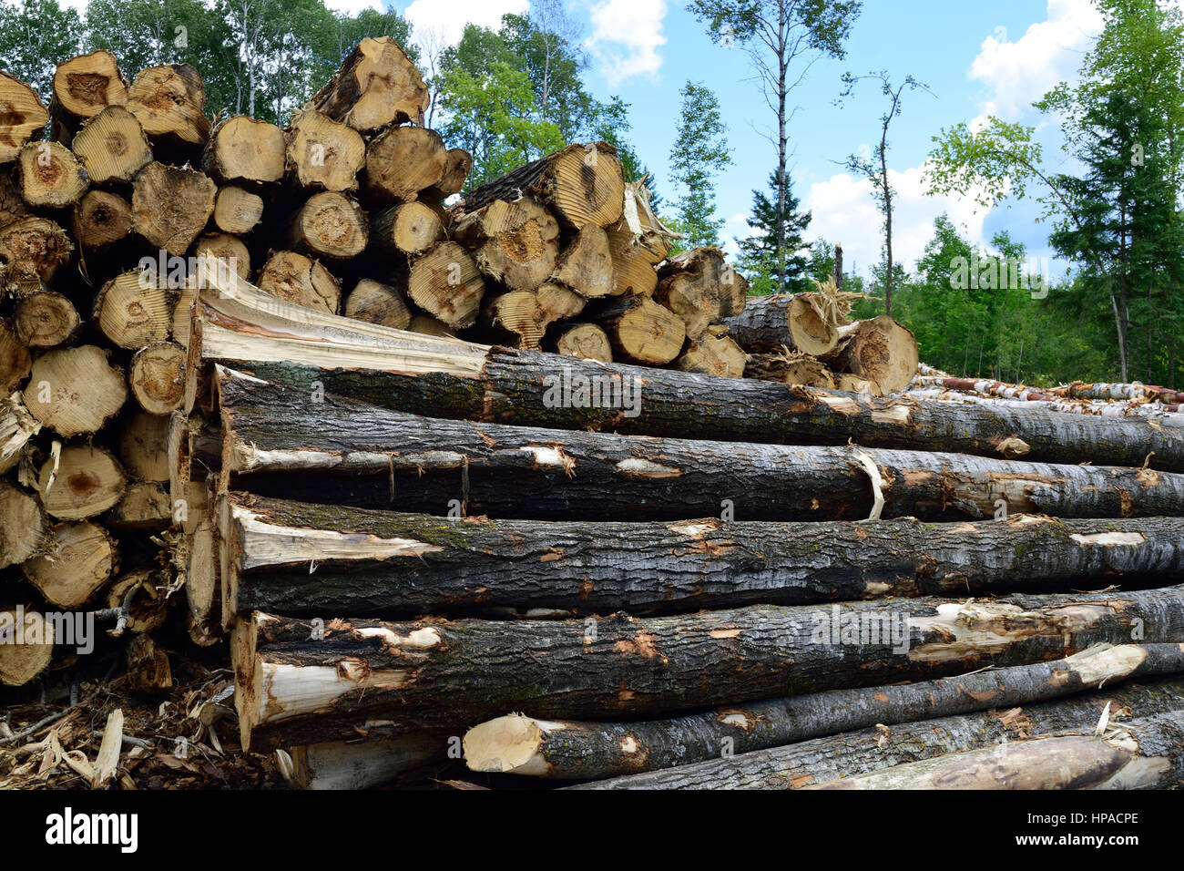 Quaking Aspen (Populus tremuloides) on Log Landing Stock Photo - Alamy