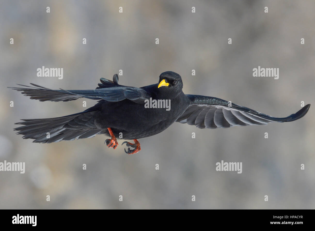 Alpine Chough (Pyrrhocorax graculus) in flight, Tyrol, Austria Stock ...
