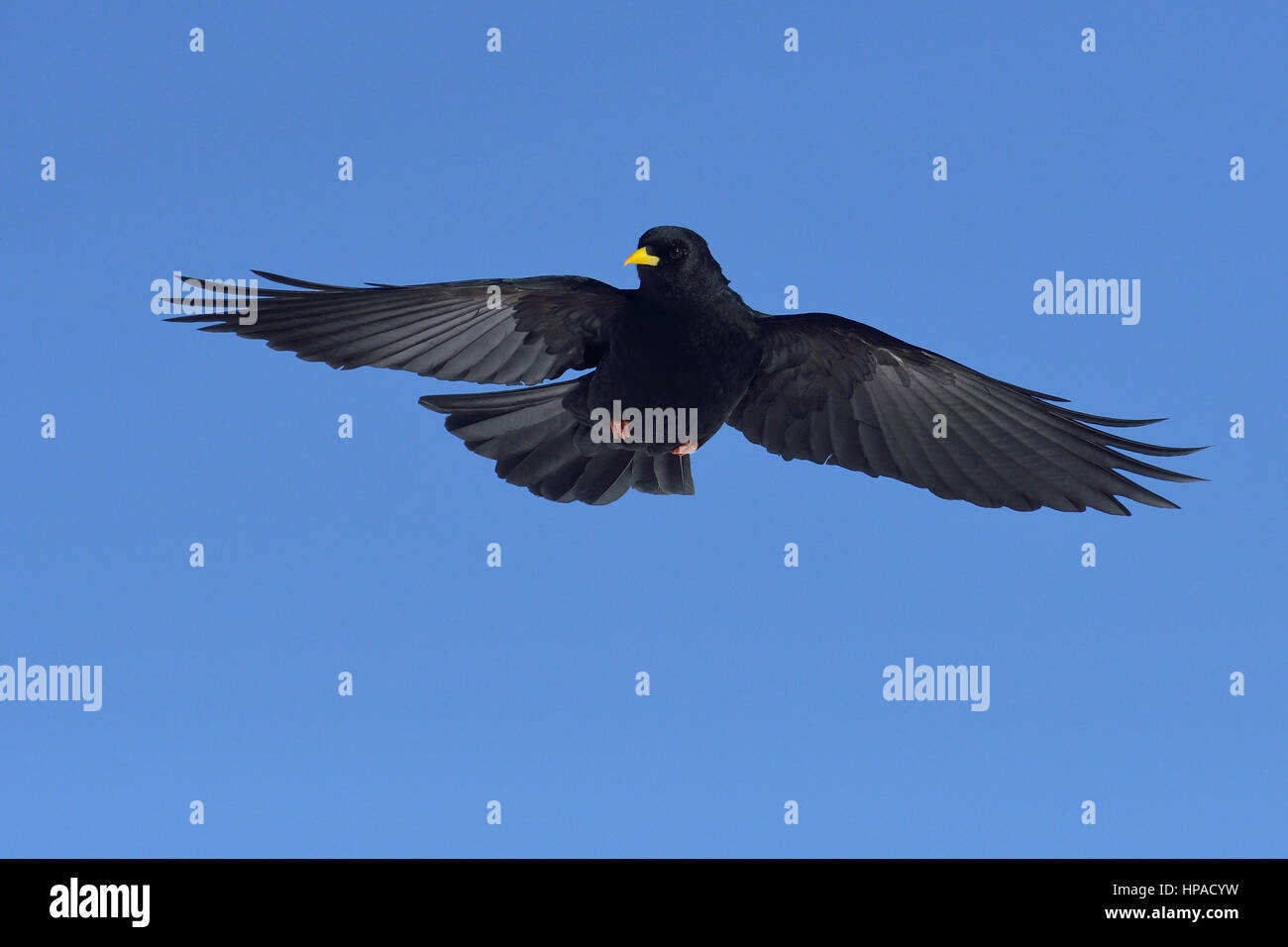 Alpine Chough (Pyrrhocorax graculus) in flight, Tyrol, Austria Stock ...