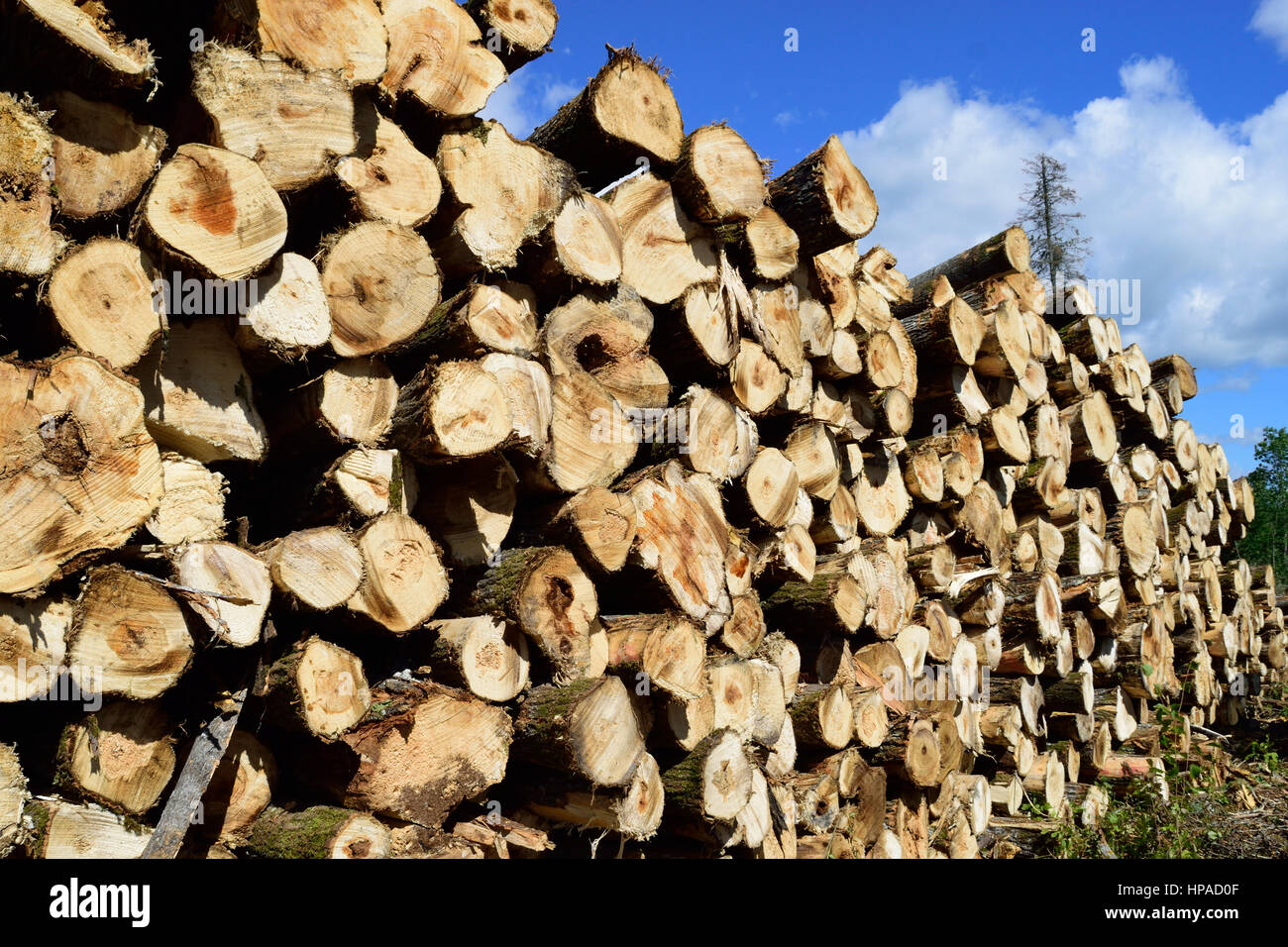Aspen (Populus Tremuloides) on Summer Log Landing Stock Photo - Alamy