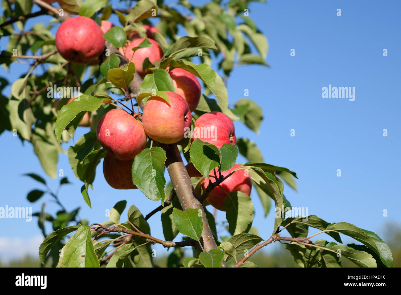 Ripe Chestnut Crabapples (Malus 'Chestnut' Stock Photo - Alamy