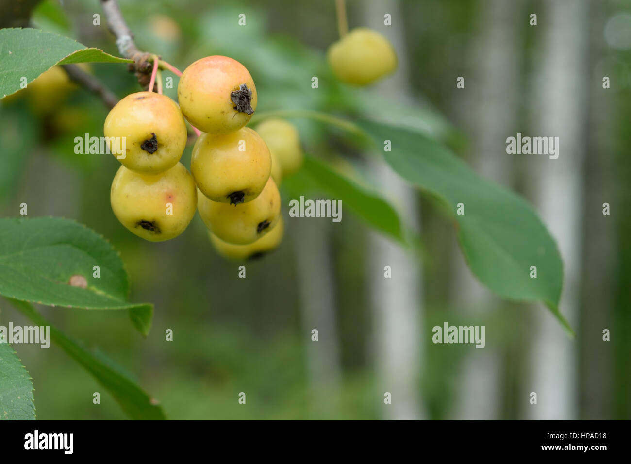 Crabapple orange fruit hi-res stock photography and images - Alamy