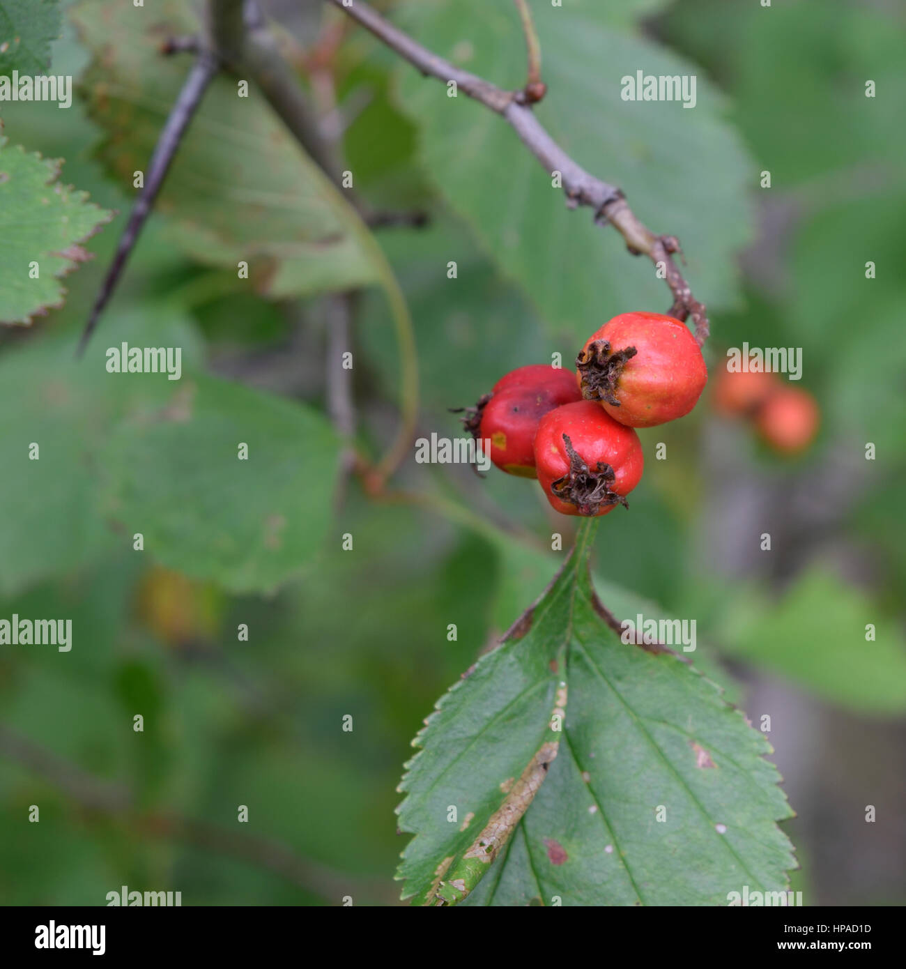 Hawthorn bonsai tree hi-res stock photography and images - Alamy
