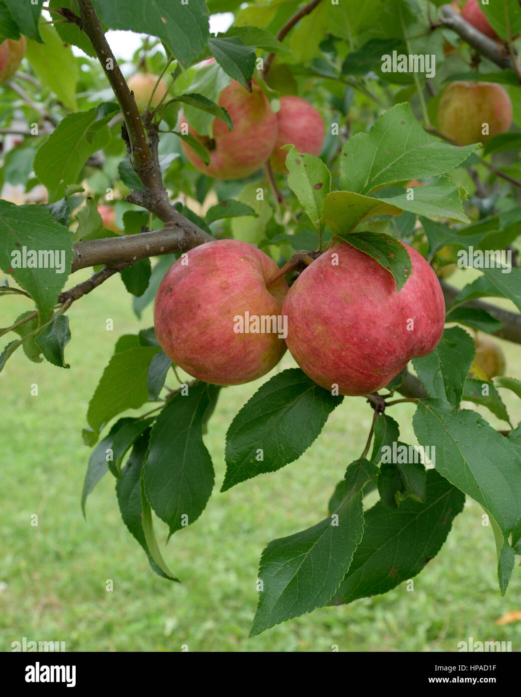 Organic Chestnut Crabapples (Malus 'chestnut') Ready for Picking Stock ...