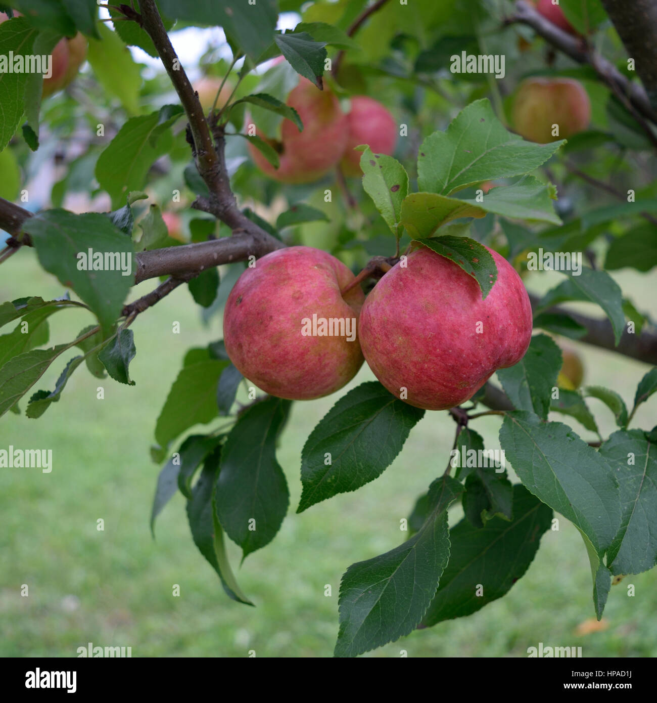Organically Grown Chestnut Crabapples (Malus 'chestnut' Stock Photo - Alamy