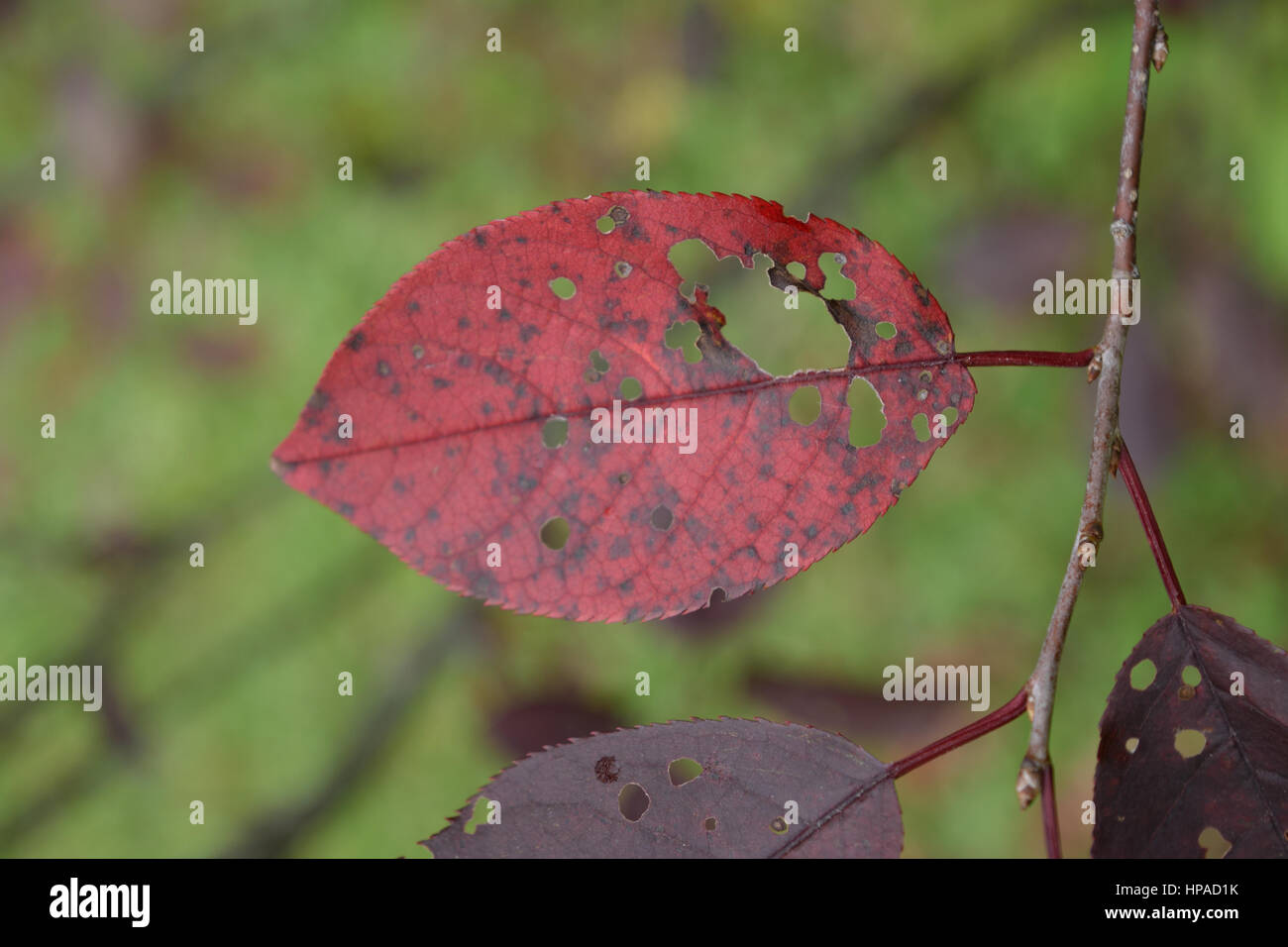 Wild Canada Plum (Prunus nigra) Leaf in Fall Stock Photo - Alamy