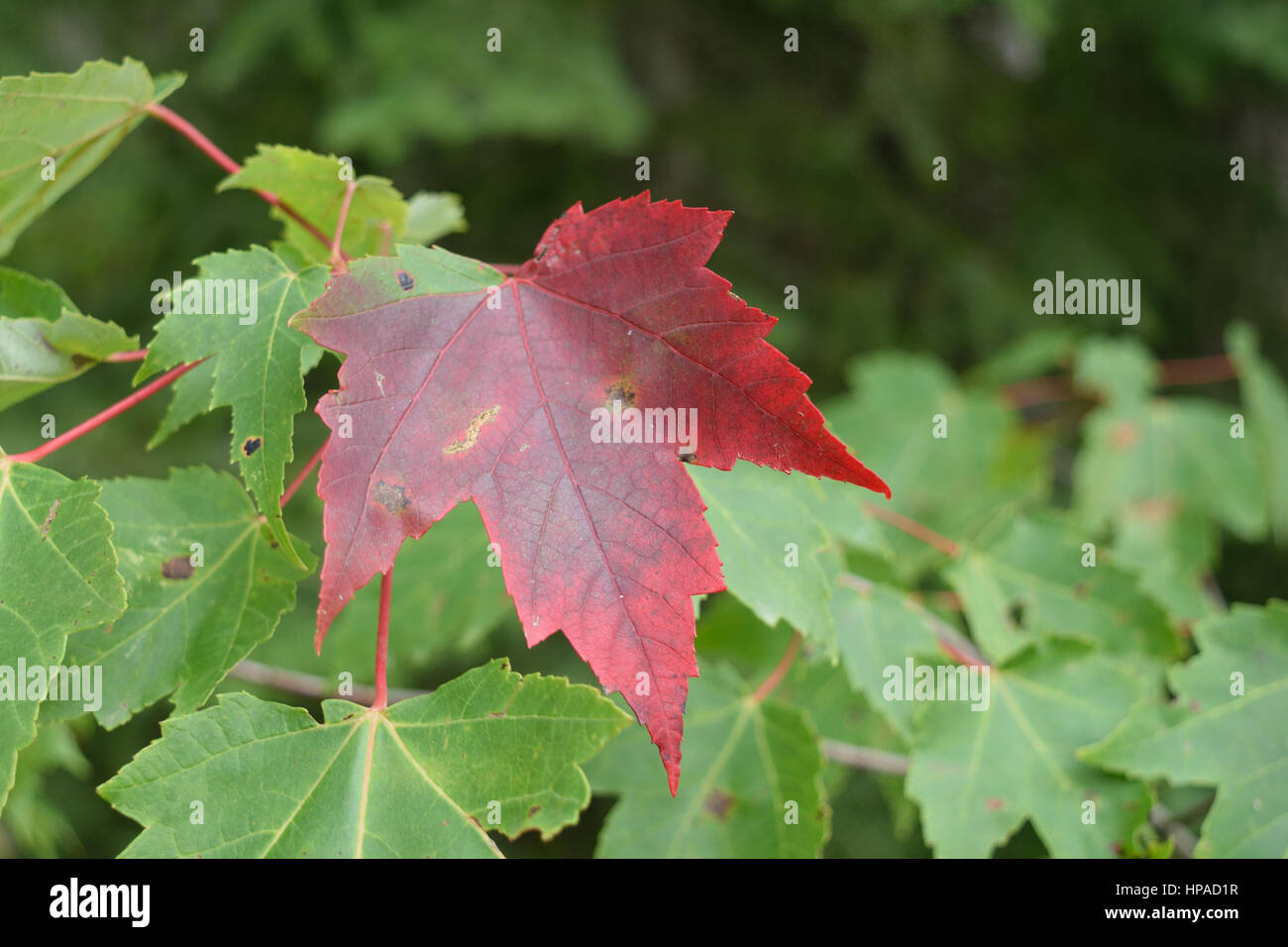 Acer rubrum tree hi-res stock photography and images - Alamy