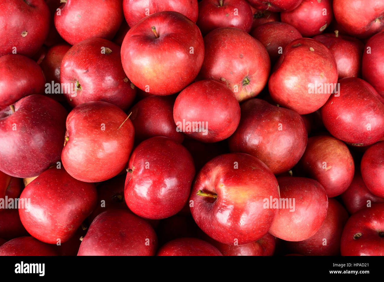 Organic Beacon (MALUS domestica 'Beacon') Apples Stock Photo - Alamy