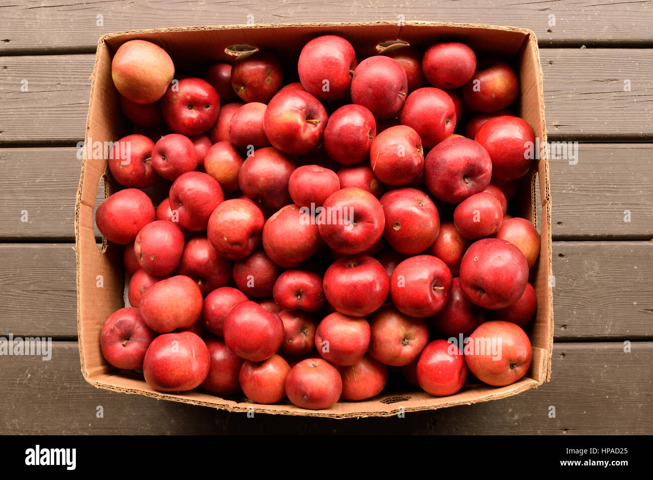 Fall Harvest of Beacon (MALUS domestica 'Beacon') Apples Stock Photo ...