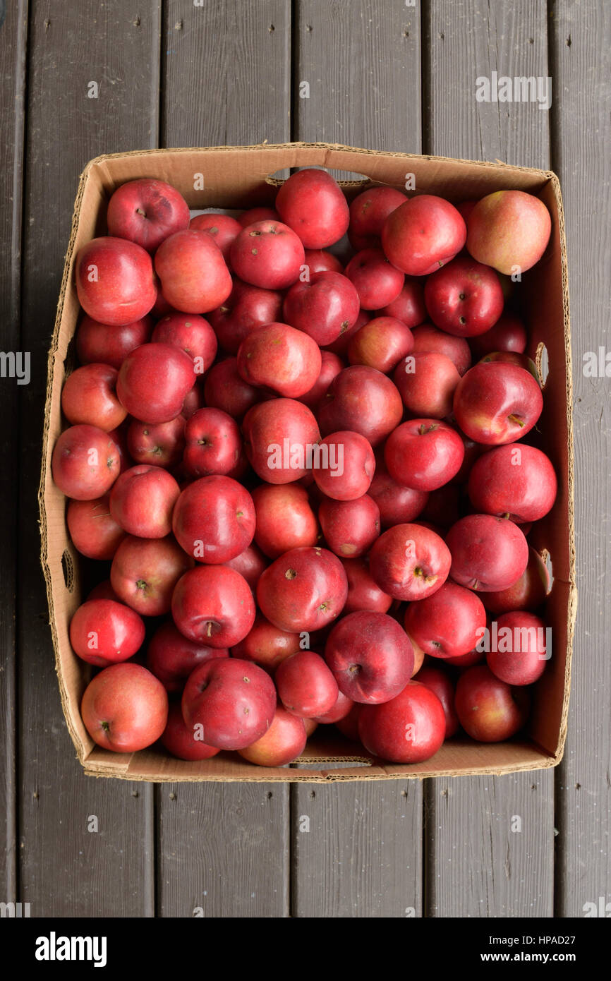 Organically Grown Beacon (MALUS domestica 'Beacon') Apples Stock Photo ...