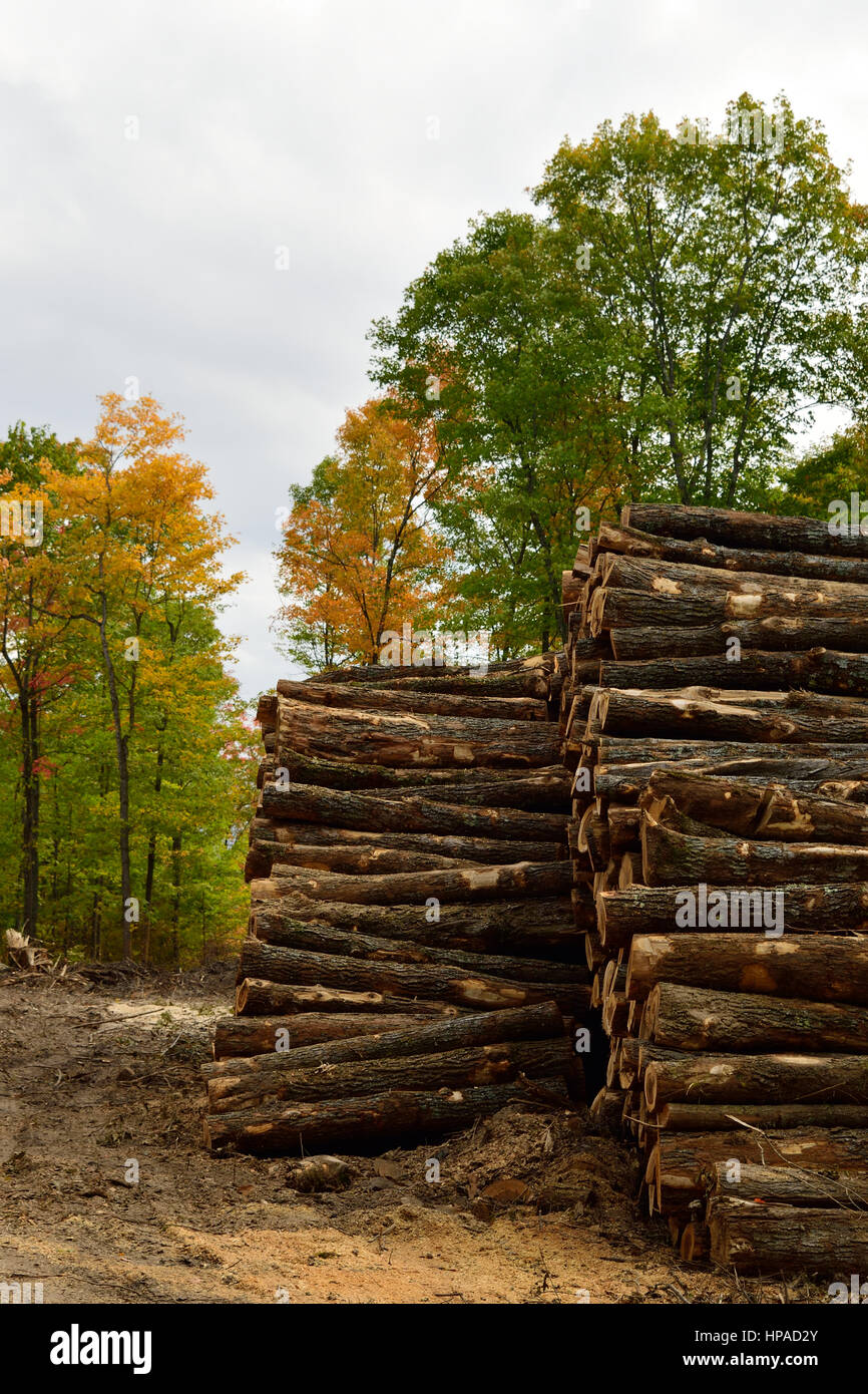 Sugar maple wood log hi-res stock photography and images - Alamy