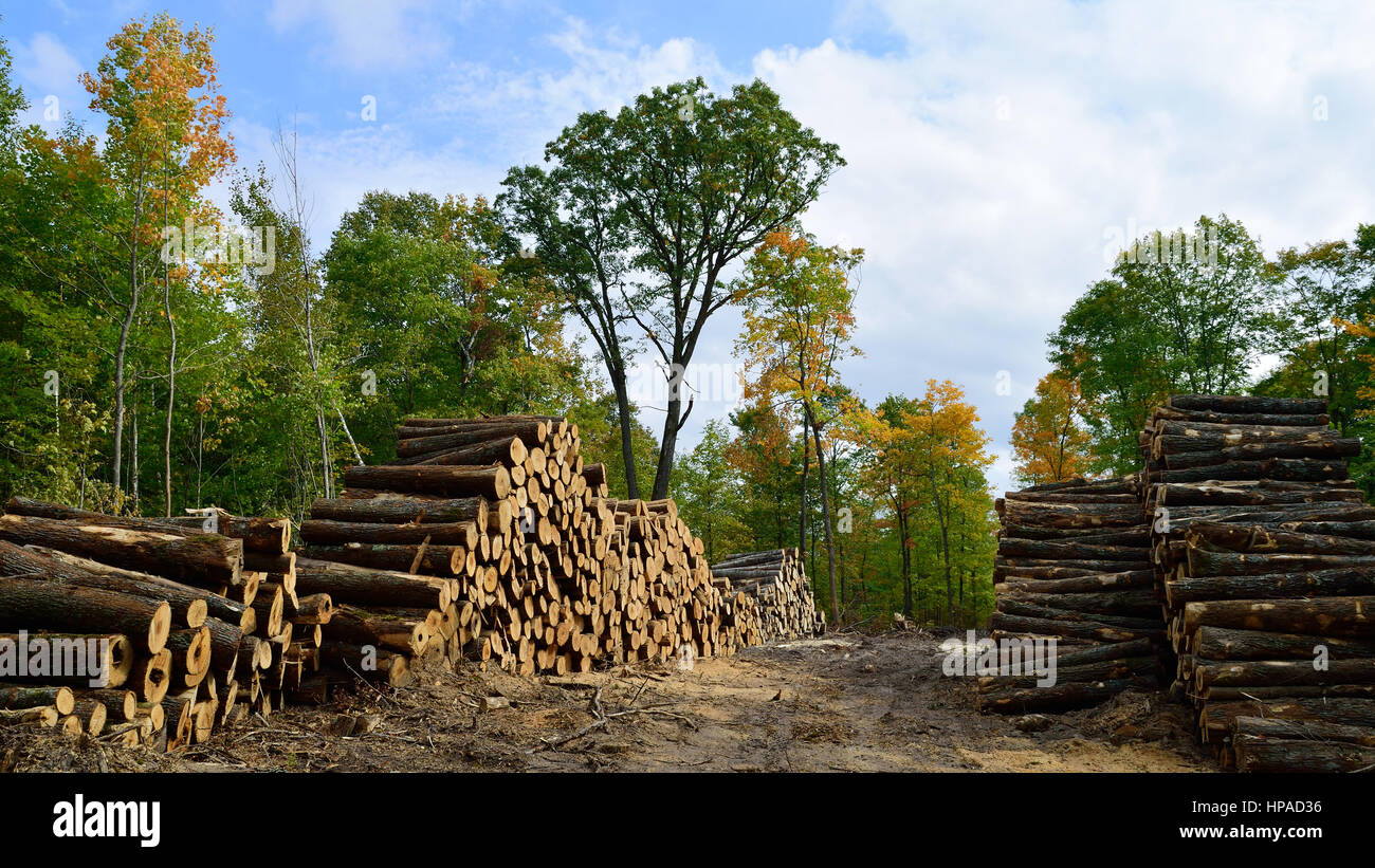 Hardwood Logs Piled in Fall Stock Photo - Alamy