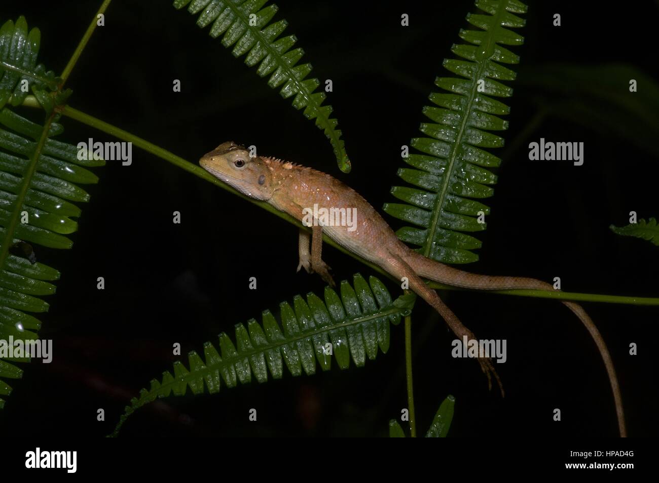A Common Garden Lizard (Calotes versicolor) sleeping in the Malaysian ...