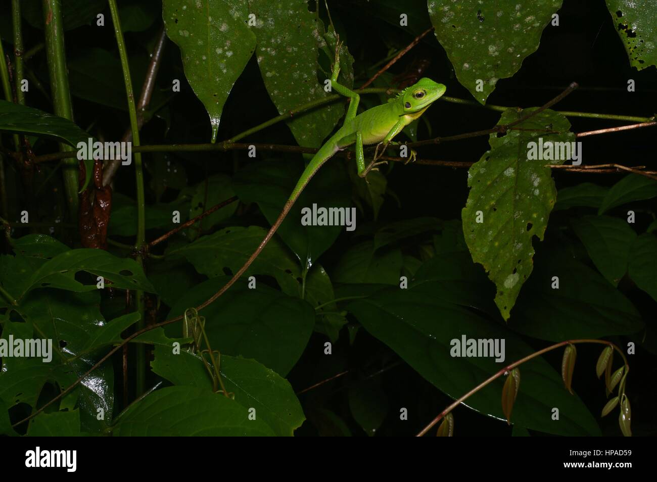 A Green Crested Lizard (Bronchocela cristatella) resting in the ...
