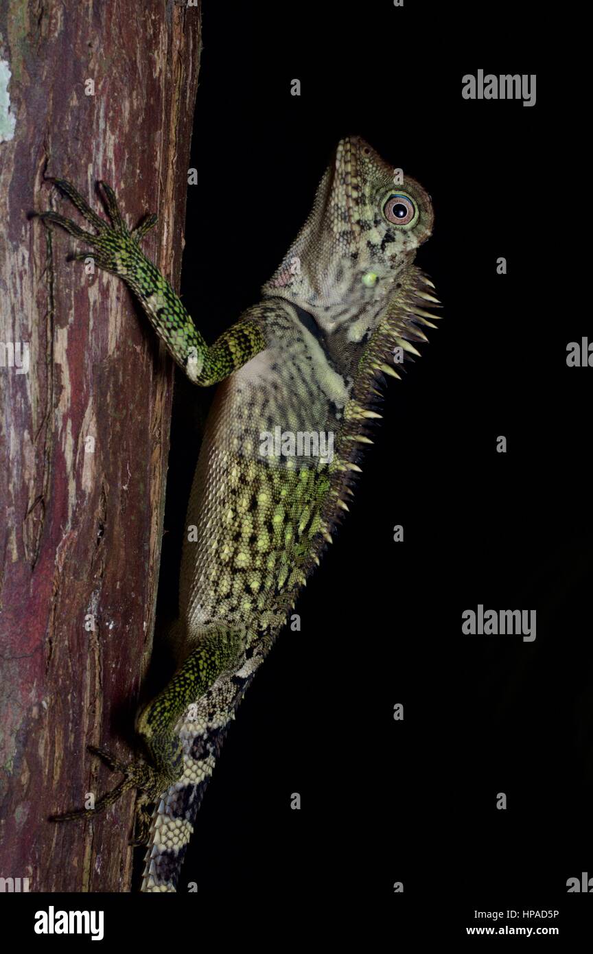 A Bell's Angle-headed Lizard at night in Fraser's Hill, Pahang ...