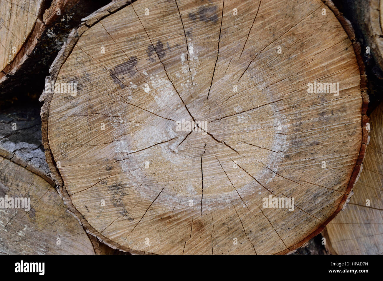 Sugar maple wood log hi-res stock photography and images - Alamy
