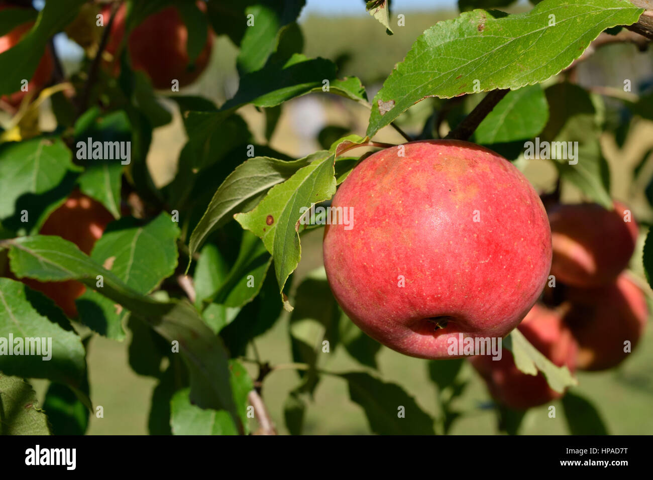 Crabapple harvest hi-res stock photography and images - Alamy