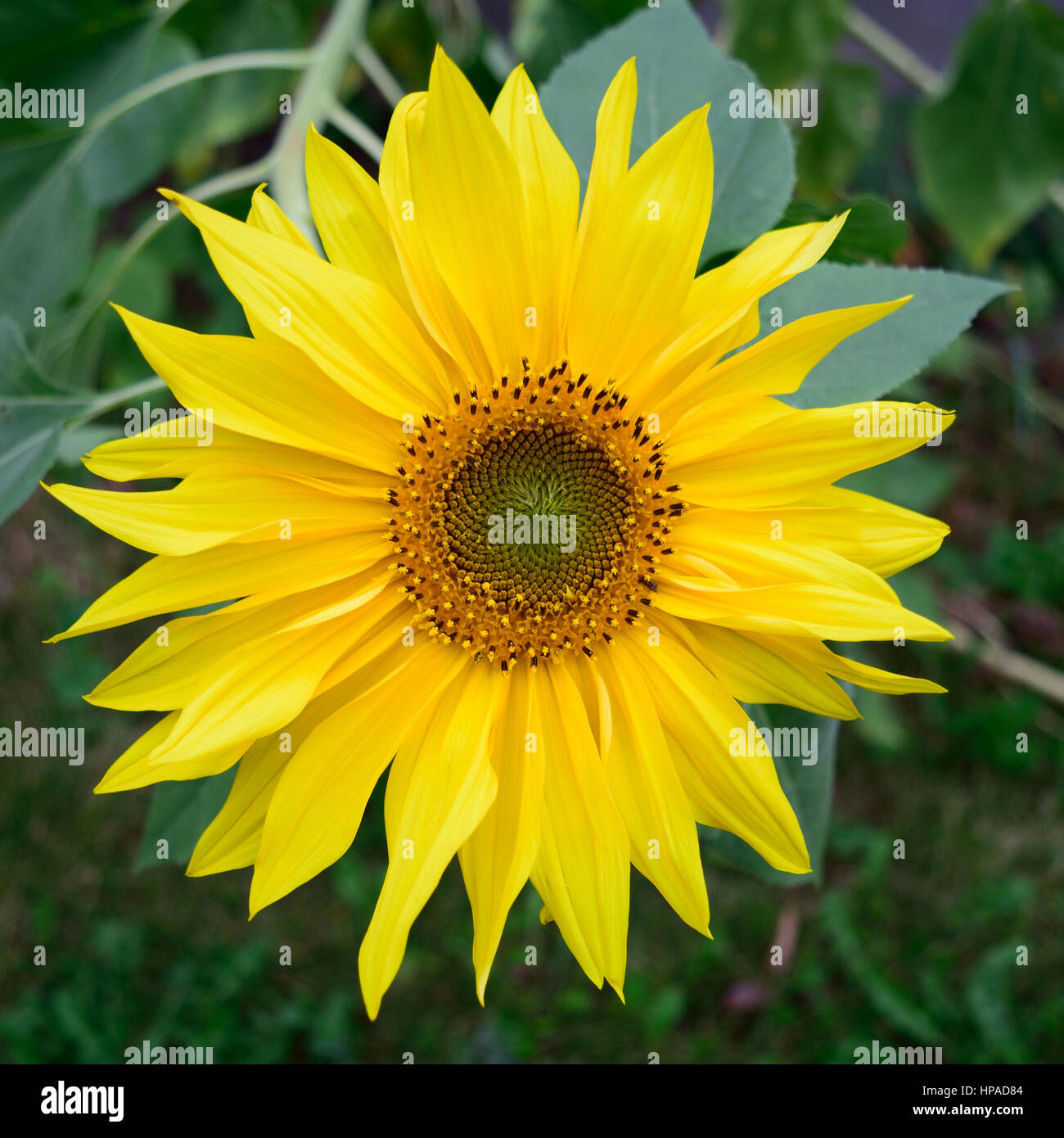 Close up giant sunflower hi-res stock photography and images - Alamy