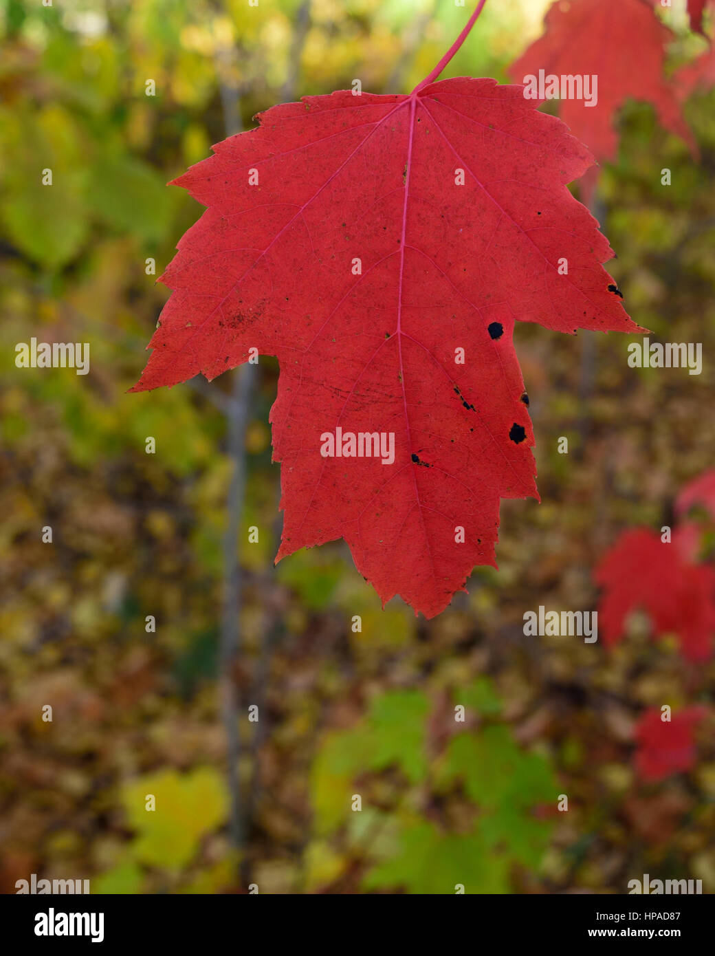 Acer rubrum leaf hi-res stock photography and images - Alamy