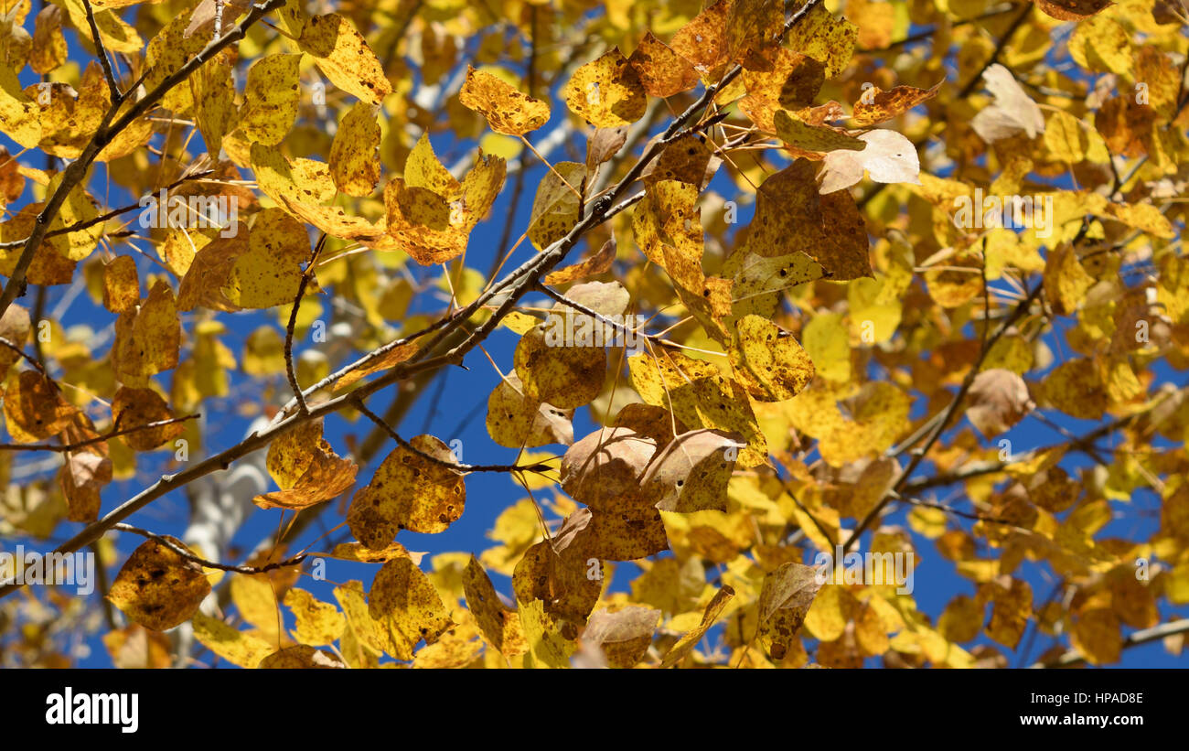 Tremblig Aspen (Populus tremuloides) Showing Fall Colors Stock Photo ...