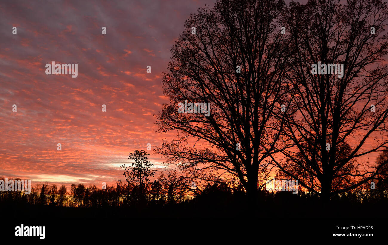 Beautiful Autumn Sunset and Oak Tree Silhouettes Stock Photo - Alamy