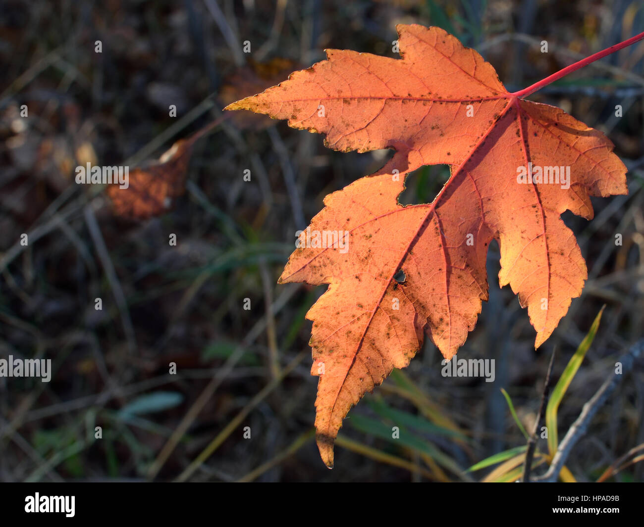 Acer rubrum leaf hi-res stock photography and images - Alamy