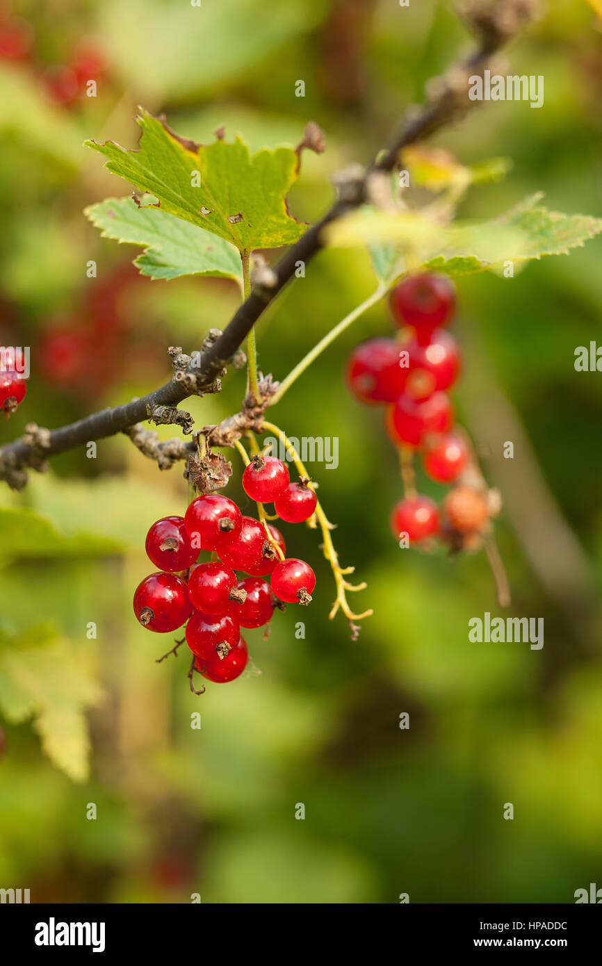 Ingredient agriculture hi-res stock photography and images - Alamy