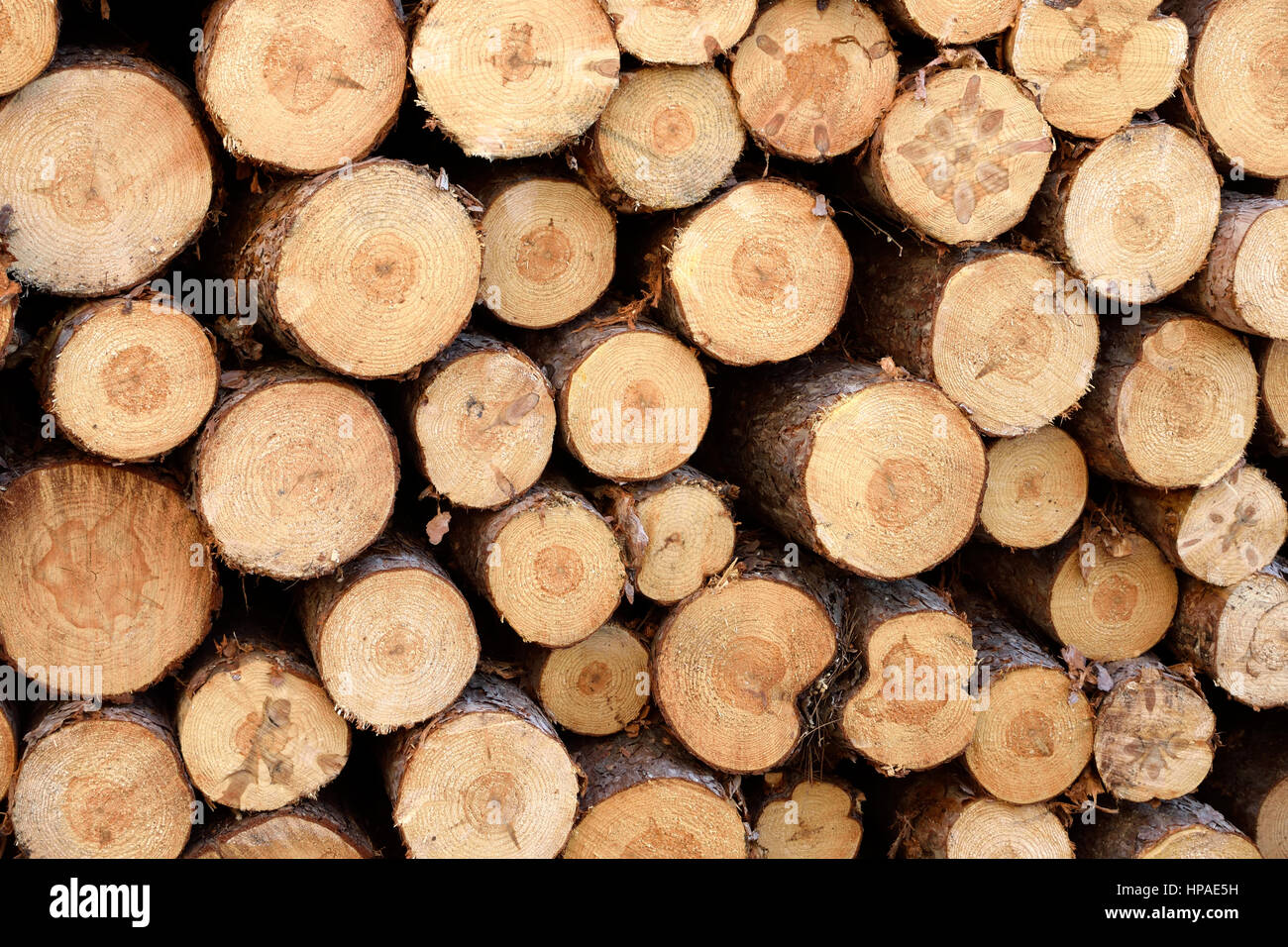 Red pine pinus resinosa hi-res stock photography and images - Alamy