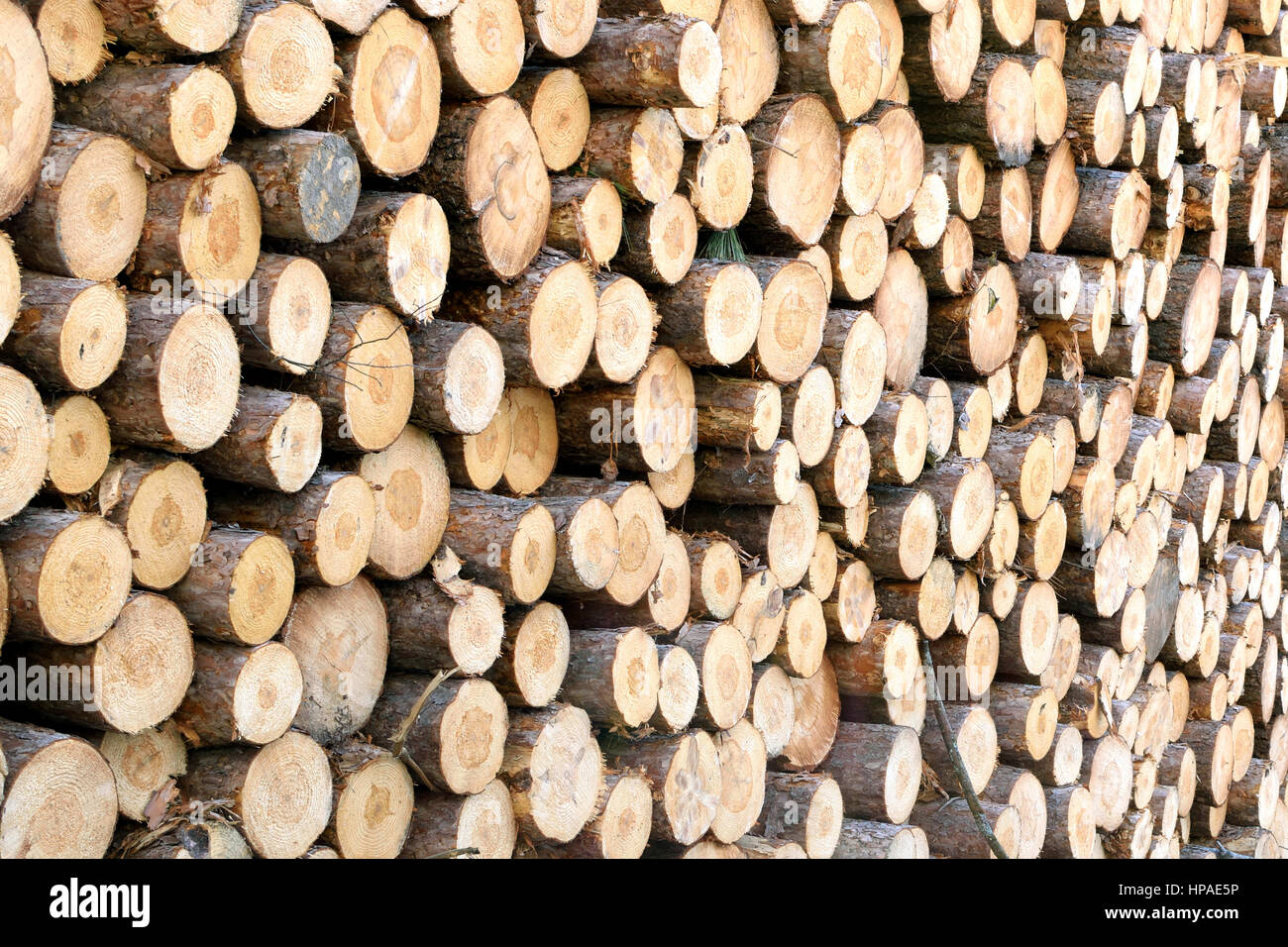 Red Pine (Pinus resinosa) Log End Detail Stock Photo - Alamy