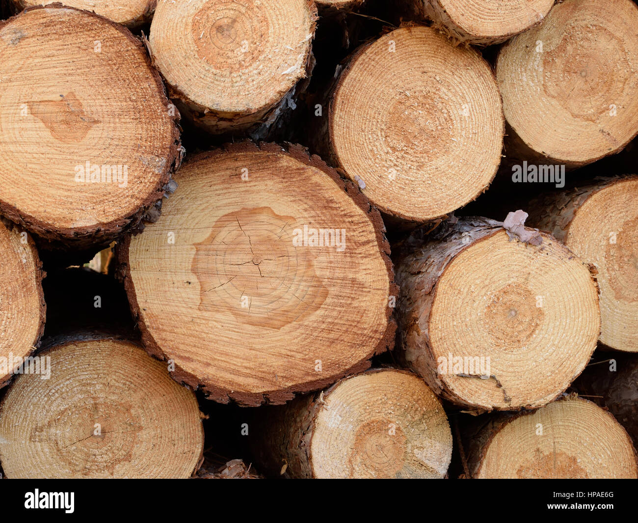 End View of Norway Pine (Pinus resinosa) Bolts Stock Photo - Alamy