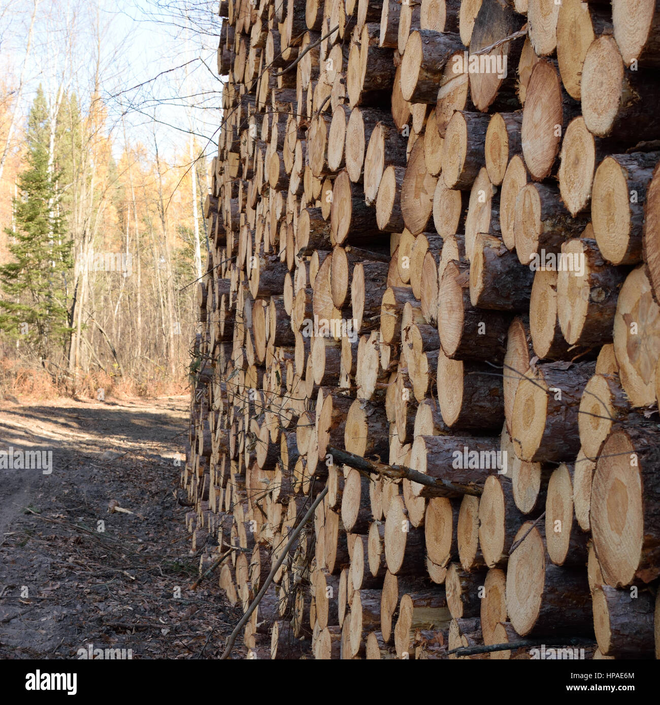 Red Pine (Pinus resinosa) Pulp Piled Along Logging Road Stock Photo - Alamy