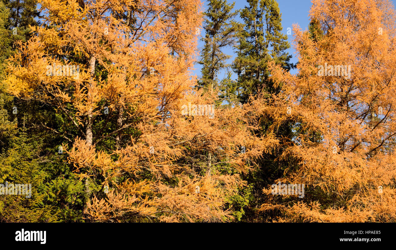Eastern Larch (Larix laricina) Showing Fall Colors Stock Photo - Alamy