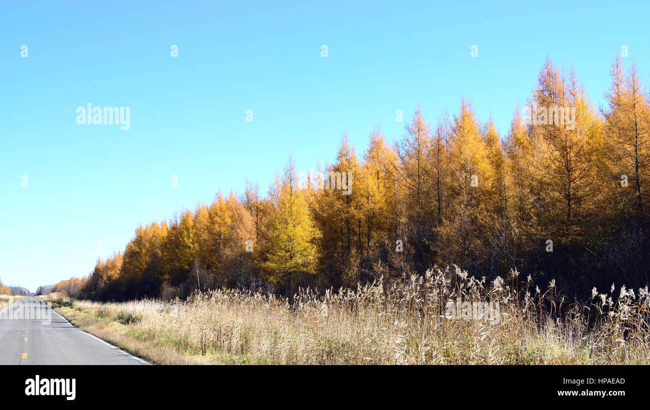 Golden Tamarack (Larix laricina) Along Road in Fall Stock Photo - Alamy