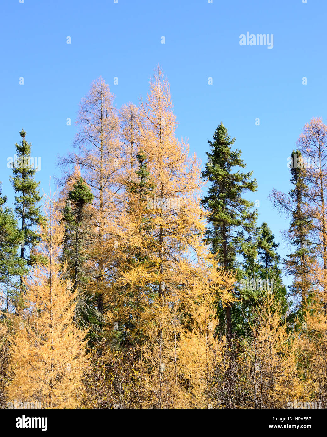 Tamarack Tree Drawing
