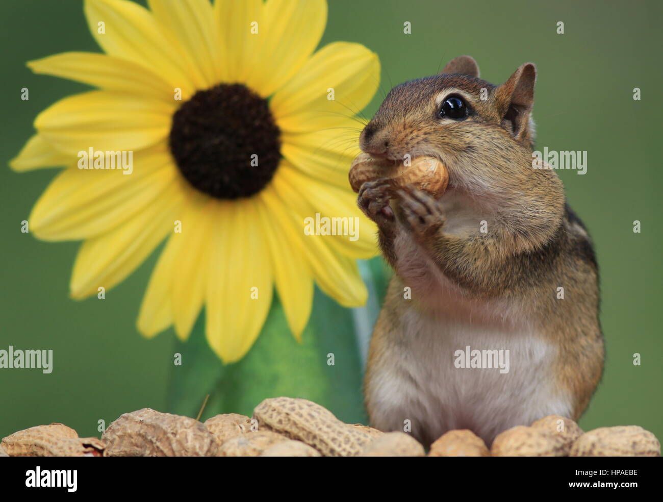 Chipmunk chubby cheeks hi-res stock photography and images - Alamy