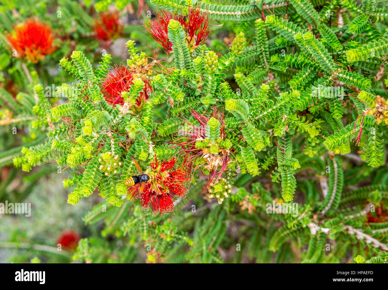 A bee on a Sand Bottlebrush flower (Beaufortia Squarrosa) in Kings Park ...