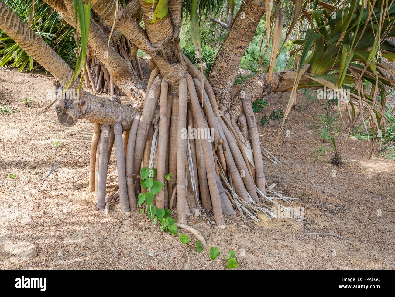 Roots of Gandjandjal (Pandanus Aquaticus) tree in Kings Park and ...