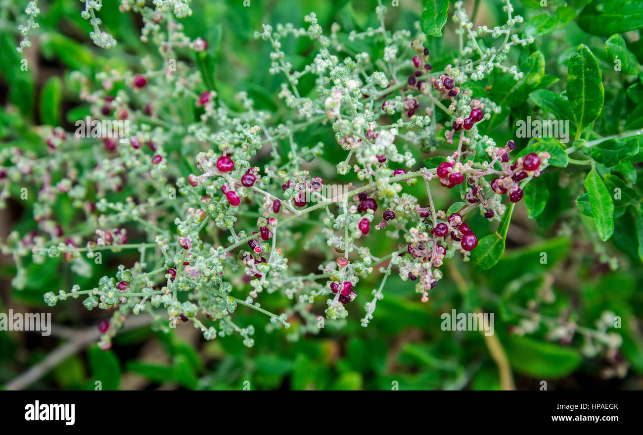 Tiny red berries on a Berry Saltbrush (Rhagodia baccata) in Kings Park ...