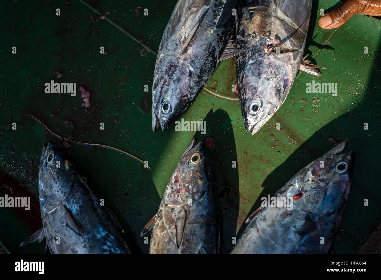 Tuna fish, Nungwi fish market, Zanzibar, Tanzania Stock Photo - Alamy