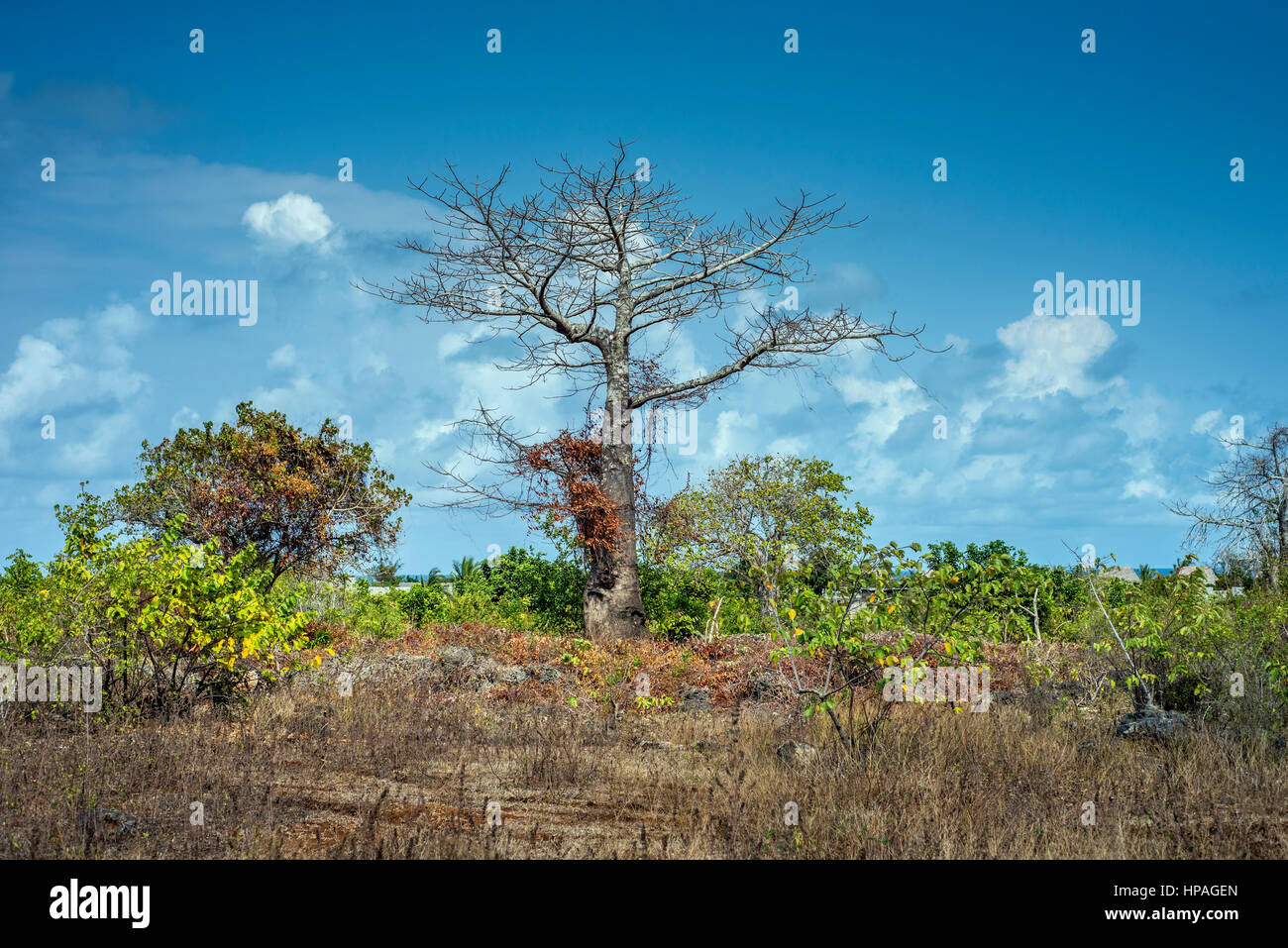 An old baobab, Kizimkazi Dimbani village, Zanzibar, Tanzania Stock ...