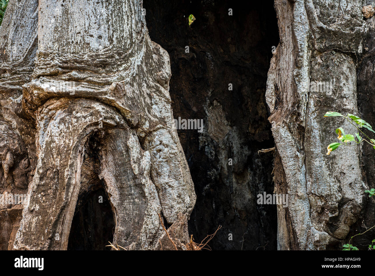 Hollow baobab tree africa hi-res stock photography and images - Alamy