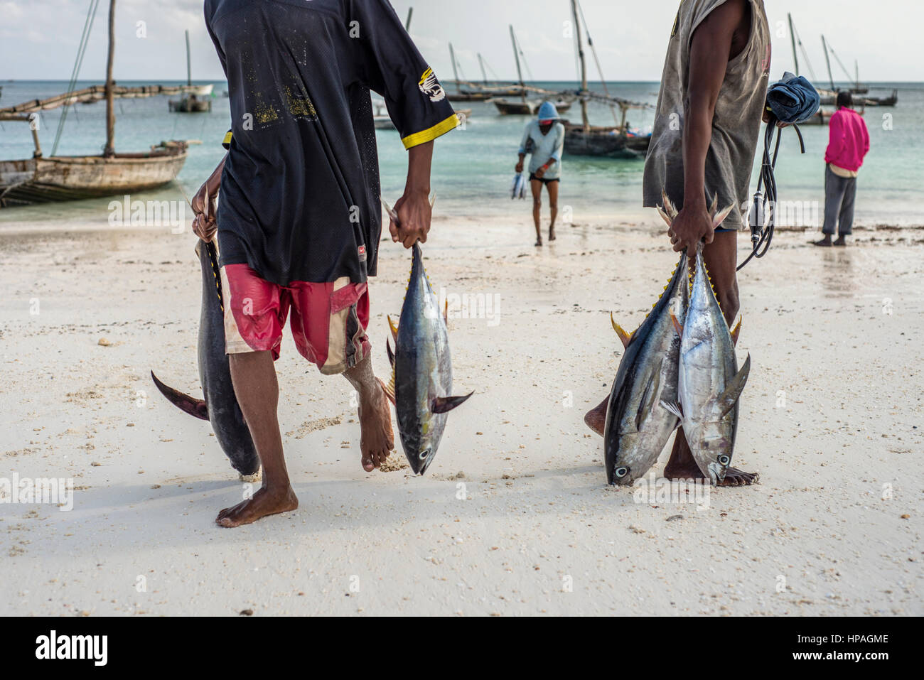 Fishermen carry their catch, the yellowfin tuna, to the fish market ...