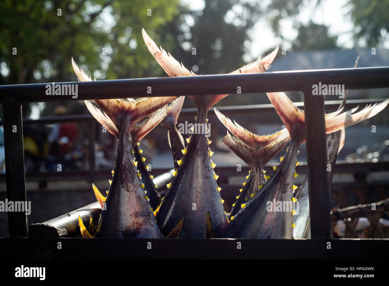 Loaded tuna fish to a car at the fish market in Nungwi village ...