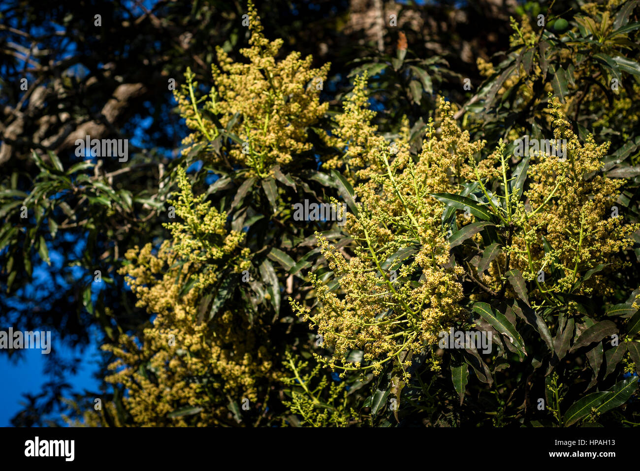 Mango tree tanzania africa hi-res stock photography and images - Alamy