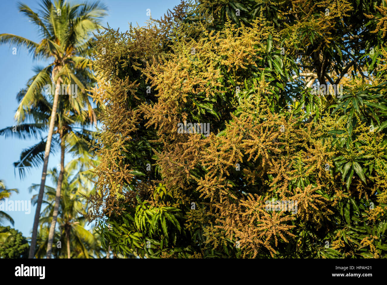 Mango tree in blossom, Mkokotoni village, Zanzibar, Tanzania Stock ...