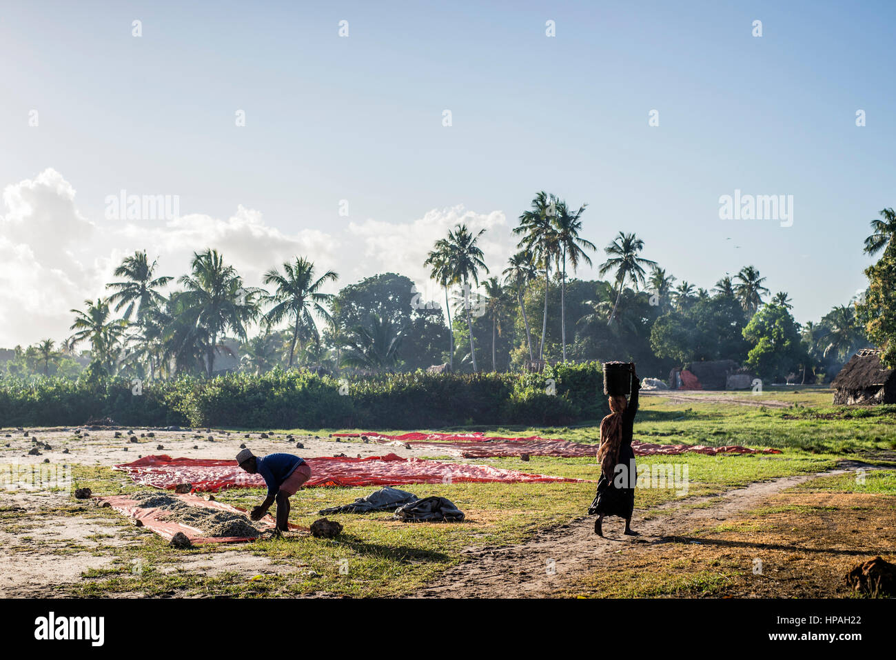 People prepare anchovies, locally called Dagaa, for drying at Mkokotoni ...